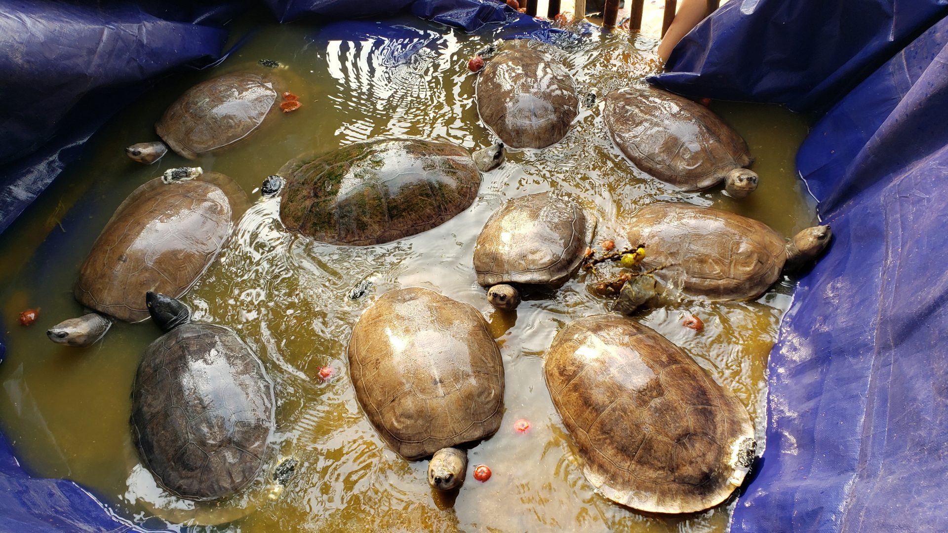 អណ្តើក ហ្លួងចំនួន ១០ក្បាល ត្រូវបានព្រលែងចូលក្នុងព្រែកស្រែអំបិល ...